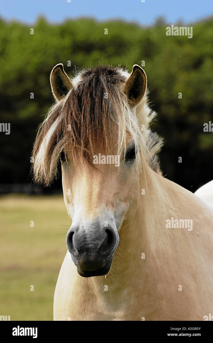 Norweger Fjordpferd norwegischer Fjord Pferd Stockfotografie - Alamy