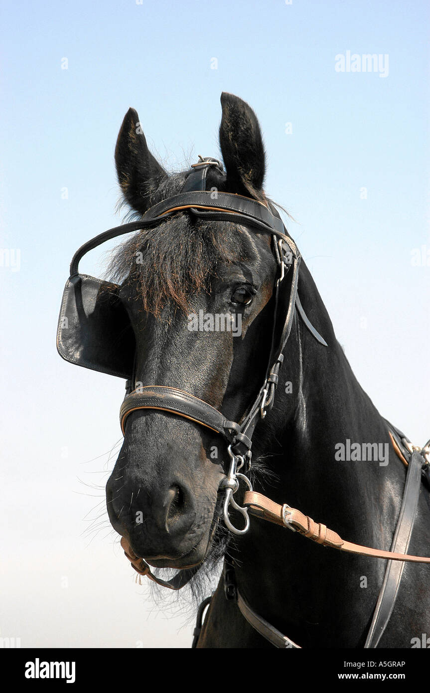 Friesian horse face -Fotos und -Bildmaterial in hoher Auflösung – Alamy