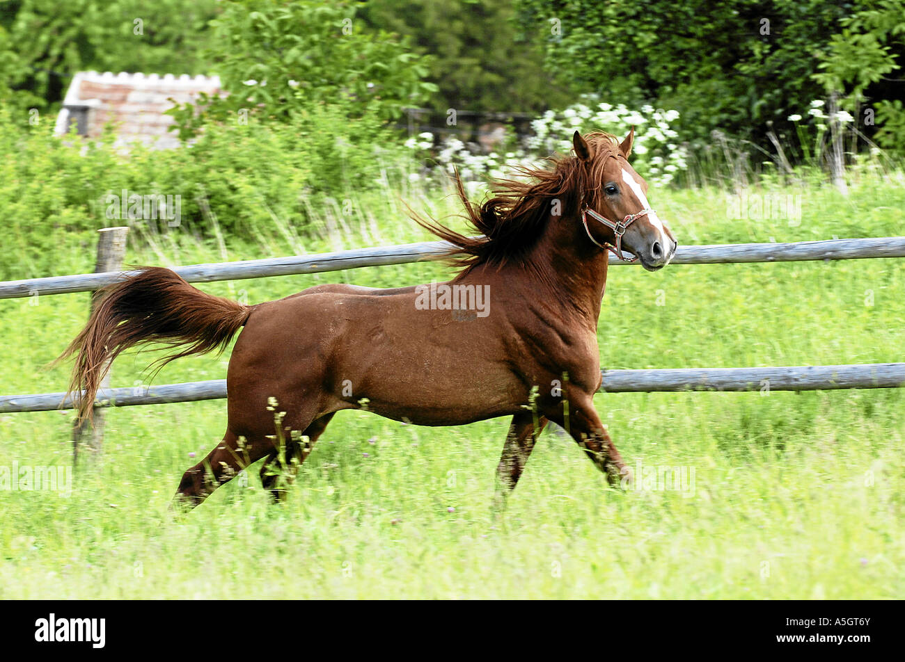 Gidran horse -Fotos und -Bildmaterial in hoher Auflösung – Alamy