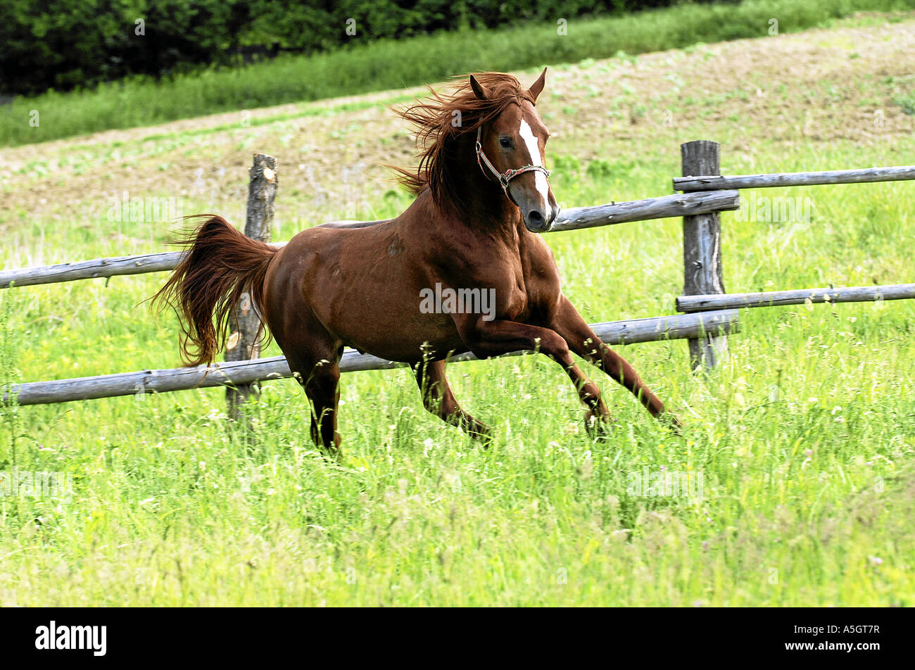 Gidran horse -Fotos und -Bildmaterial in hoher Auflösung – Alamy
