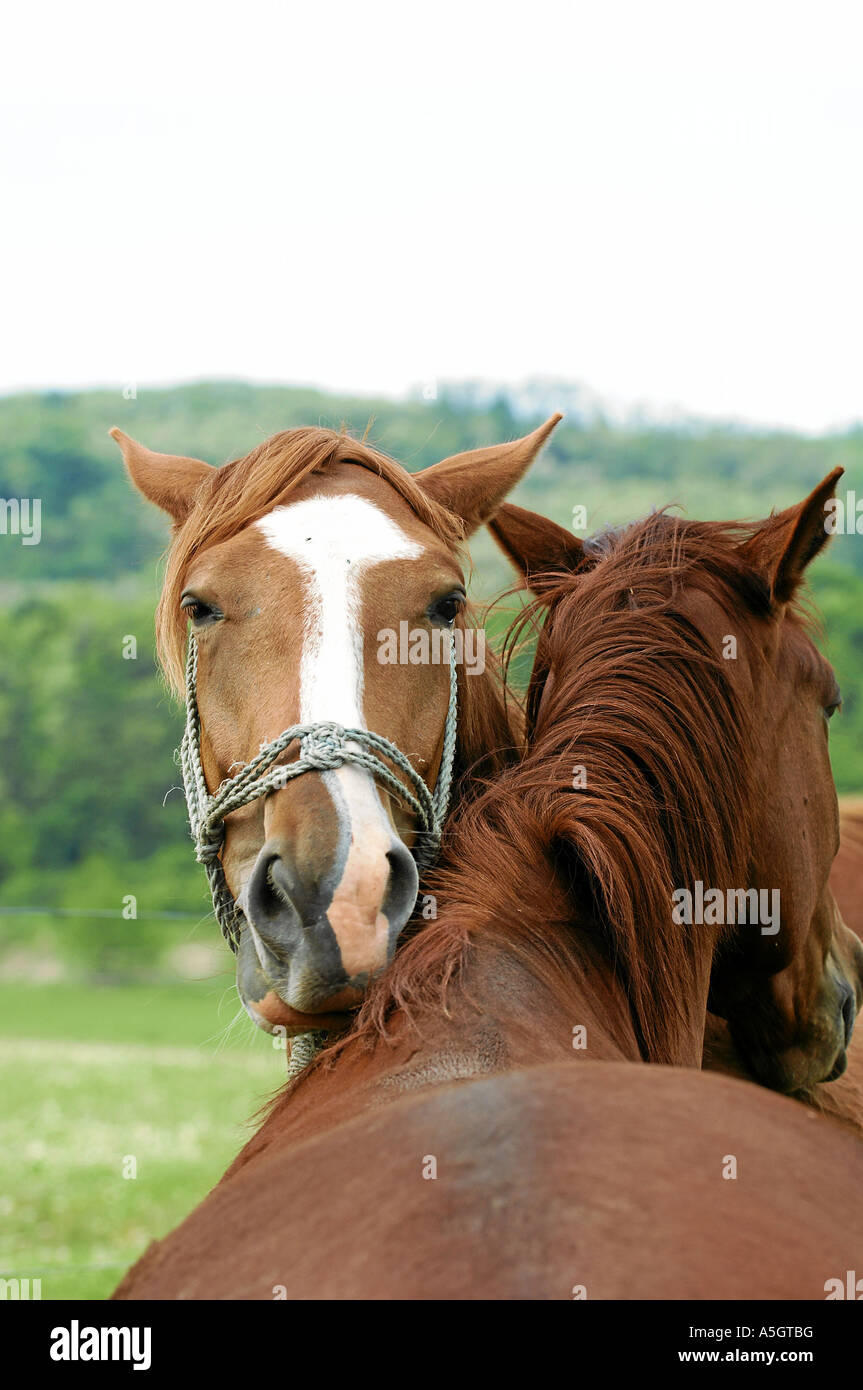 Gidran horse -Fotos und -Bildmaterial in hoher Auflösung – Alamy