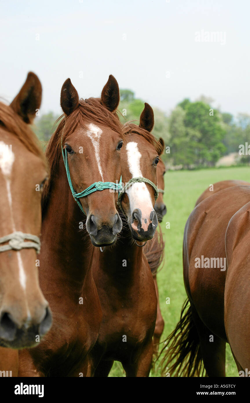 Gidran horse -Fotos und -Bildmaterial in hoher Auflösung – Alamy