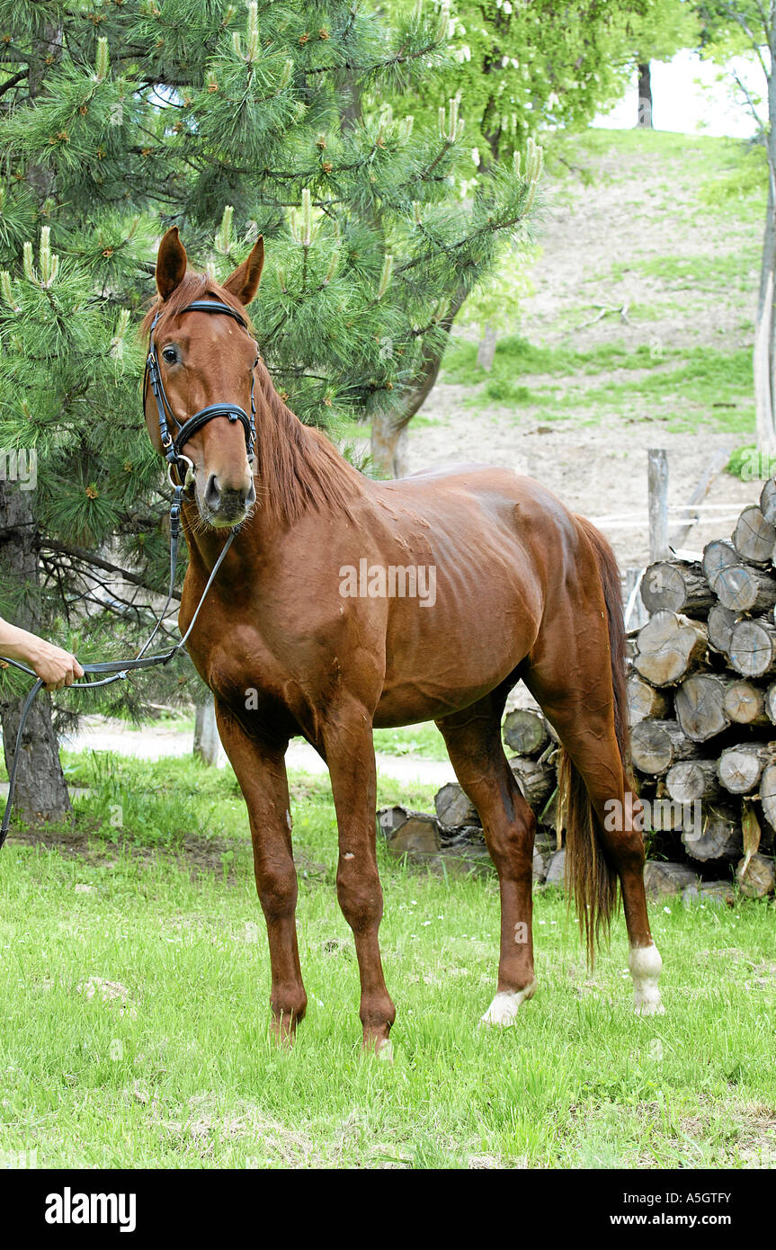 Gidran horse -Fotos und -Bildmaterial in hoher Auflösung – Alamy