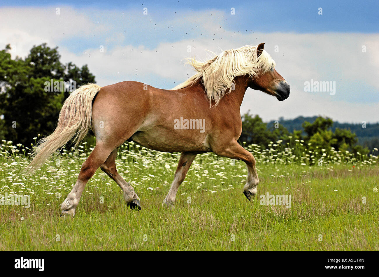 Haflinger Pferd Tirol Österreich Stockfotografie - Alamy