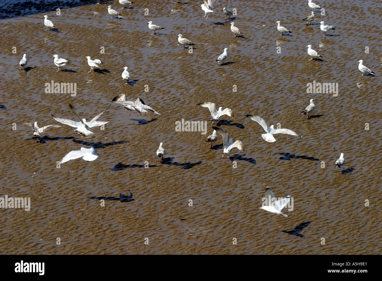 Möwen bilder -Fotos und -Bildmaterial in hoher Auflösung – Alamy