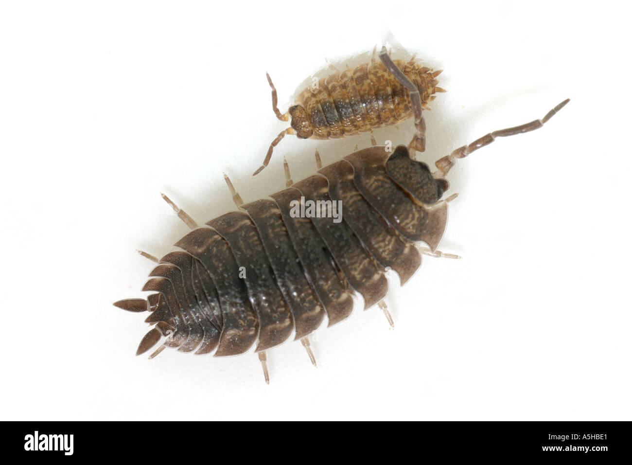 Beine antenne jung -Fotos und -Bildmaterial in hoher Auflösung – Alamy
