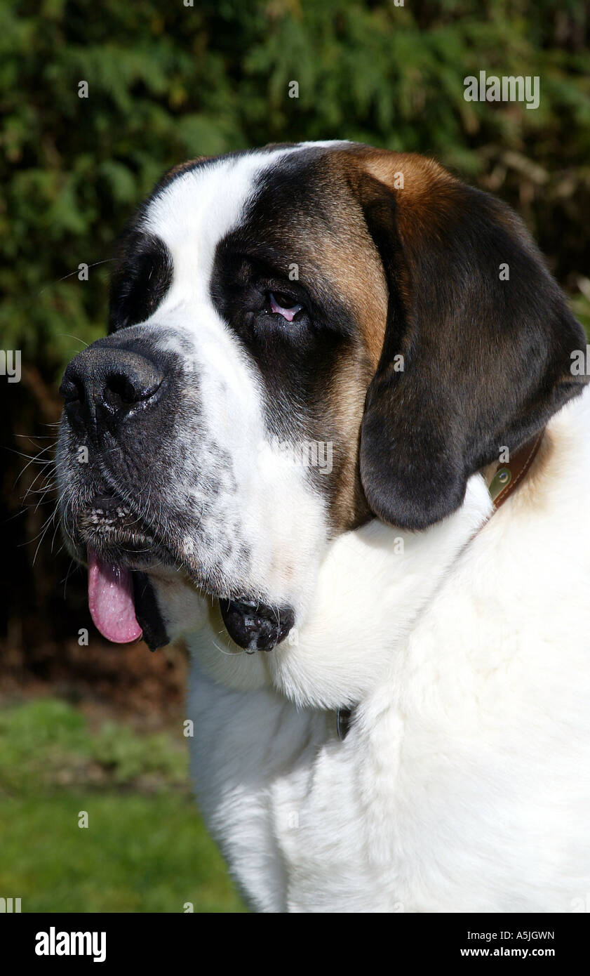 Saint bernhard -Fotos und -Bildmaterial in hoher Auflösung – Alamy