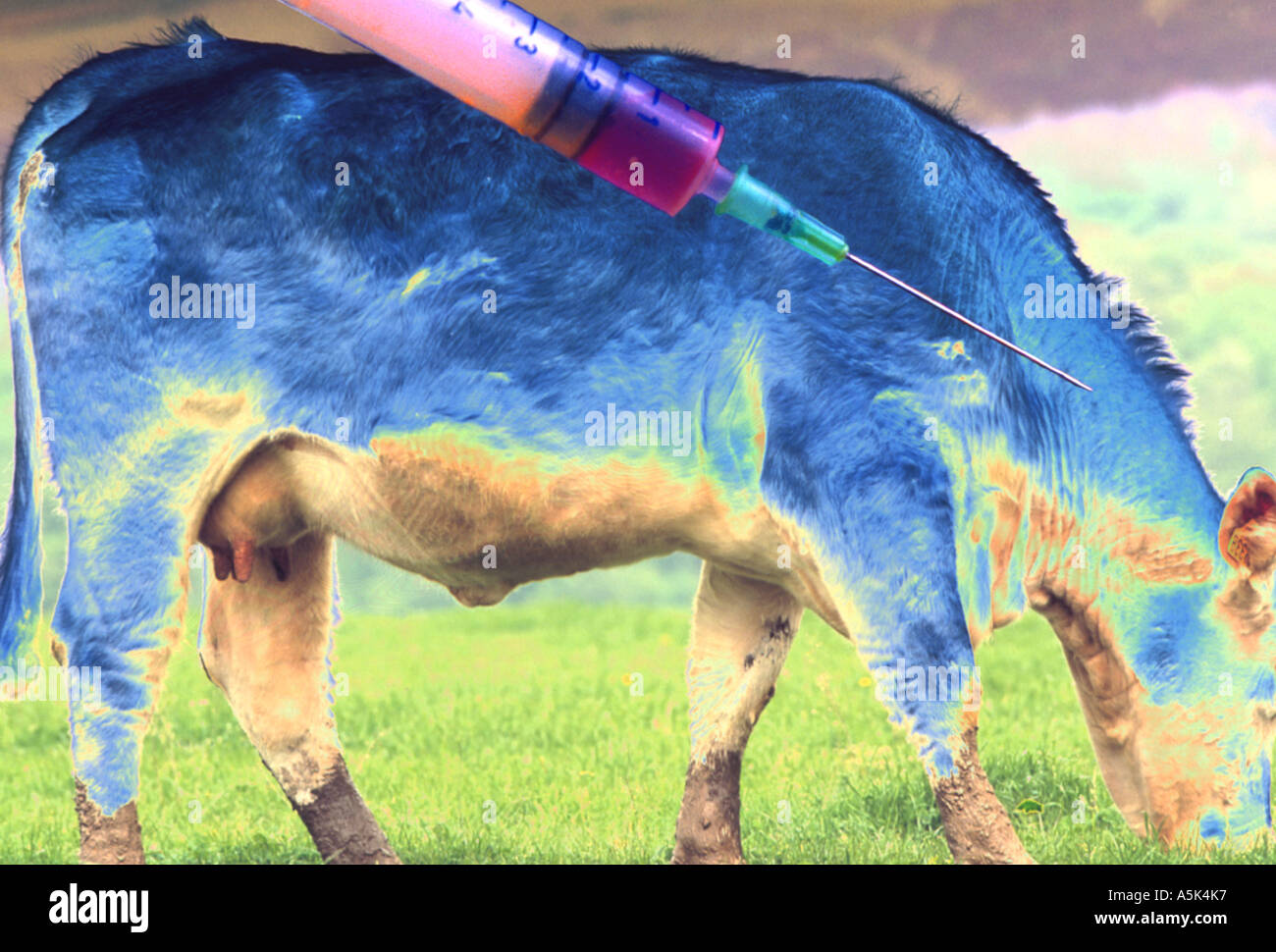 Bovine spongiform encephalopathy -Fotos und -Bildmaterial in hoher ...