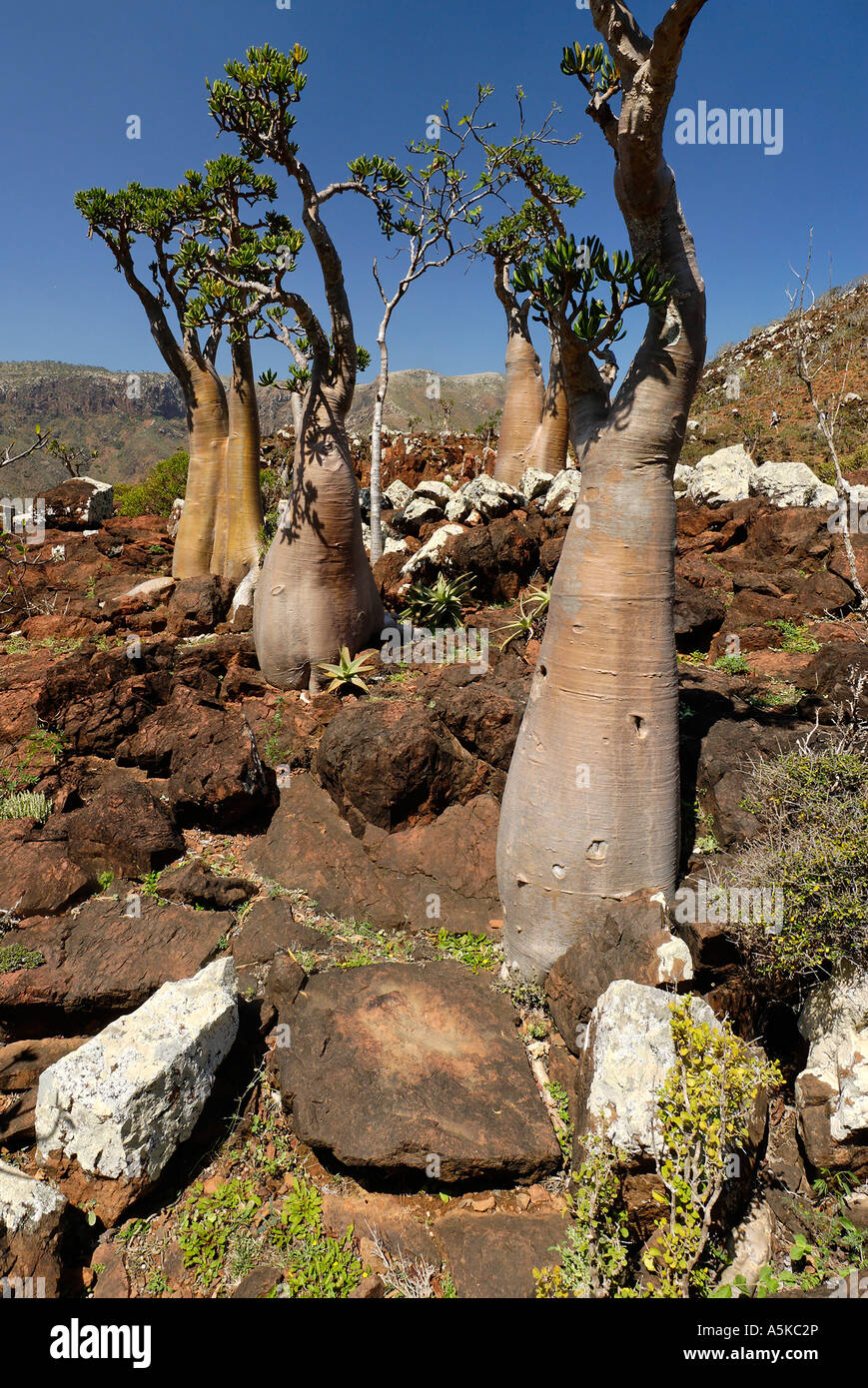 Socotra Desert Rose oder Flaschenbaum, Adenium Obesum Sokotranum, Insel ...