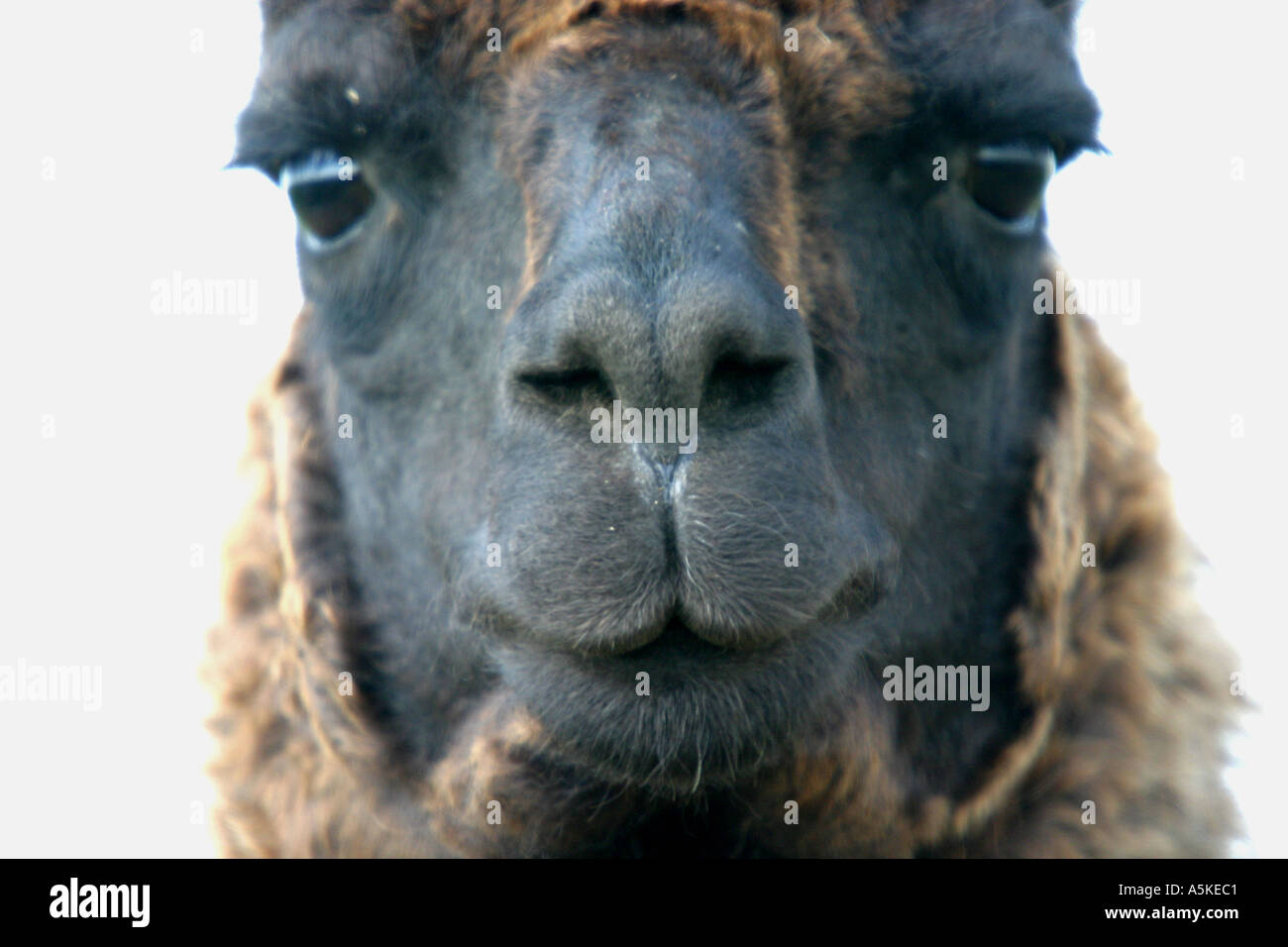 Lama Spucken Stockfotos und -bilder Kaufen - Alamy