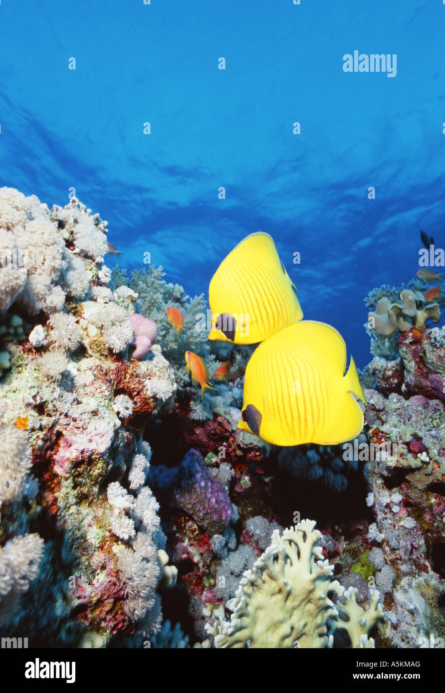 Falterfische herumschwimmen Korallen Carless Reef-Rotes Meer-Hurghada ...