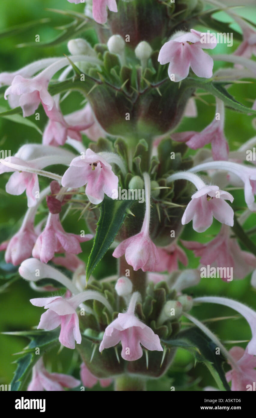 Morina longifolia -Fotos und -Bildmaterial in hoher Auflösung – Alamy