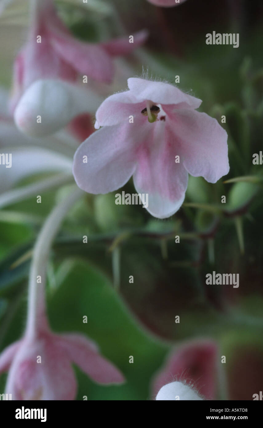 Morina longifolia -Fotos und -Bildmaterial in hoher Auflösung – Alamy