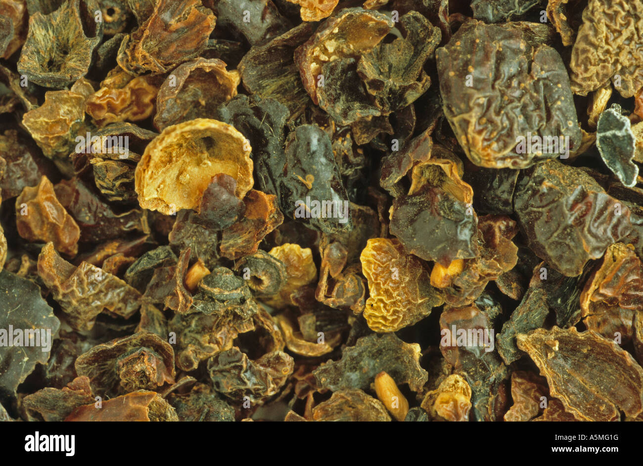 Pianta di rosa canina -Fotos und -Bildmaterial in hoher Auflösung – Alamy