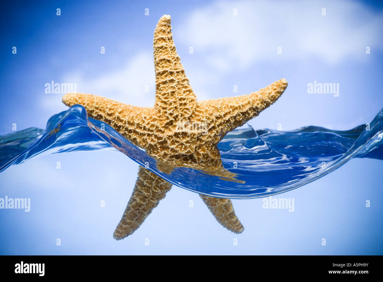 Schwimmender seestern -Fotos und -Bildmaterial in hoher Auflösung – Alamy