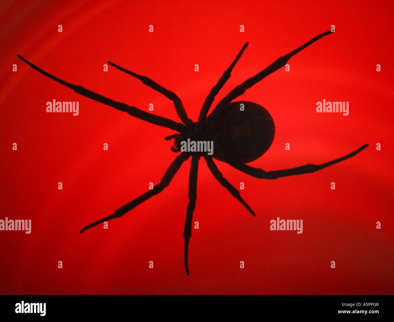 Kleine rote spinnen -Fotos und -Bildmaterial in hoher Auflösung – Alamy