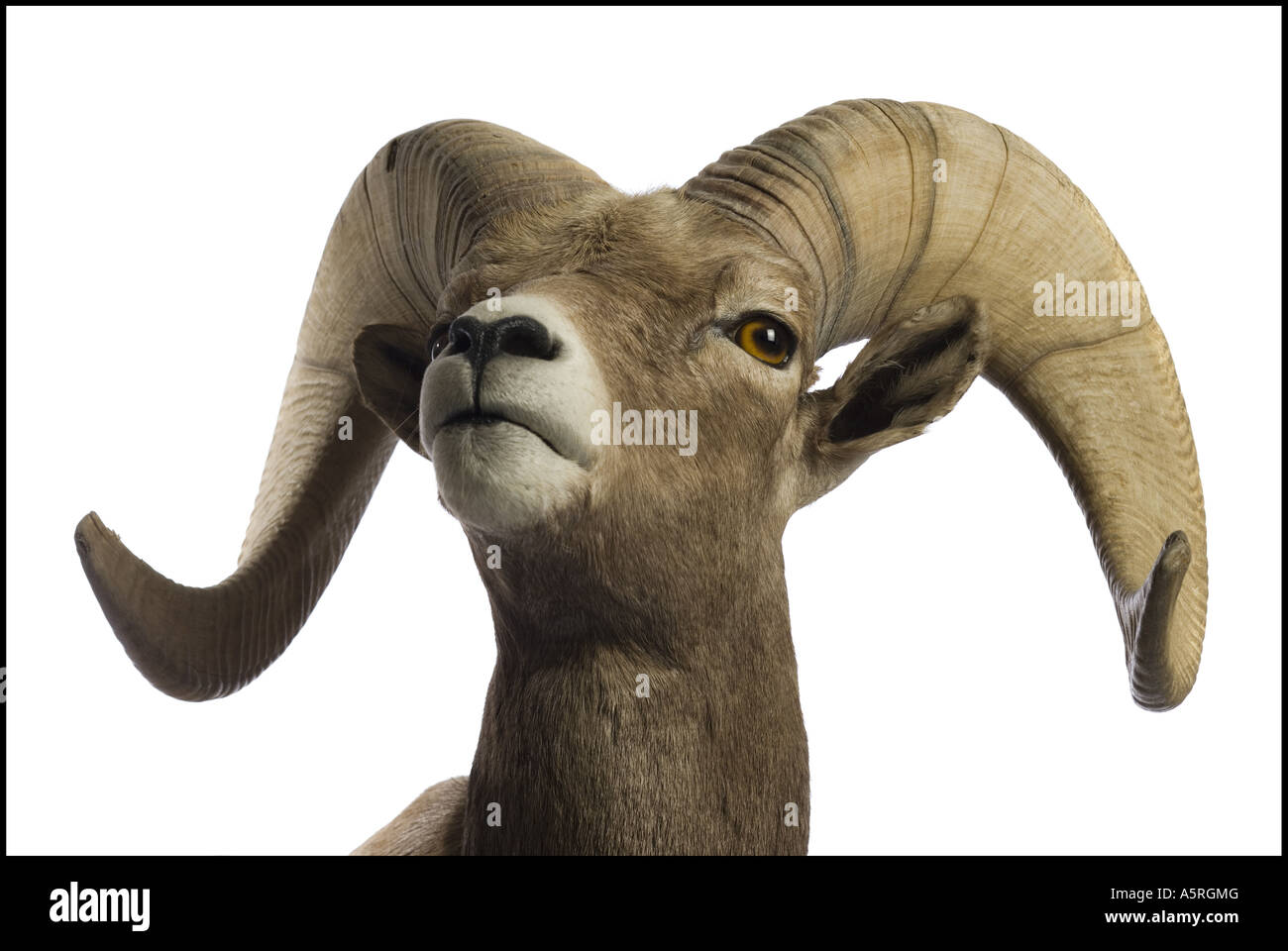 Ein dickhornschaf widder kopf hautnah -Fotos und -Bildmaterial in hoher ...