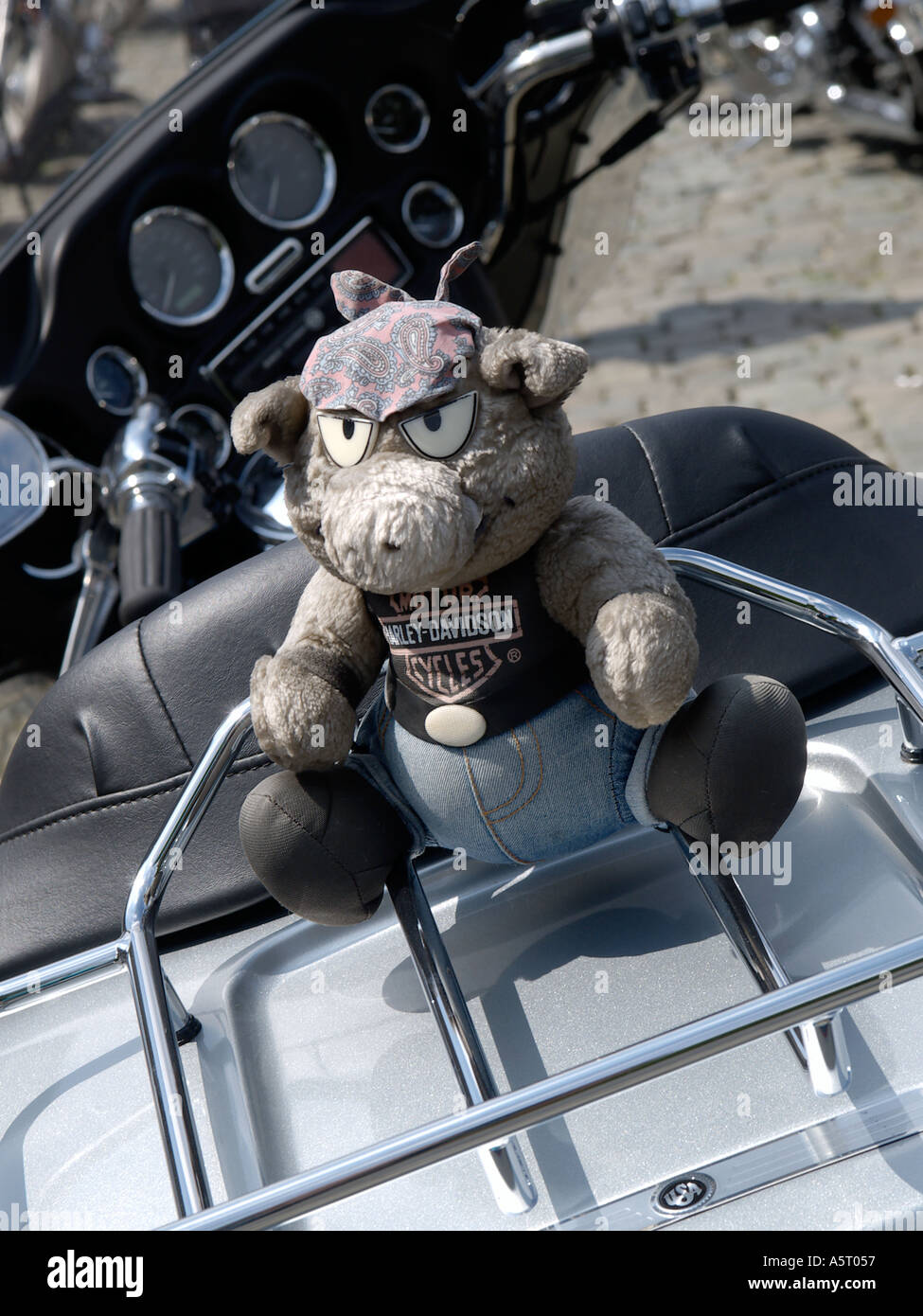 Ein Schwein sitzt auf der Rückseite ein Harley Davidson Motorrad das ...