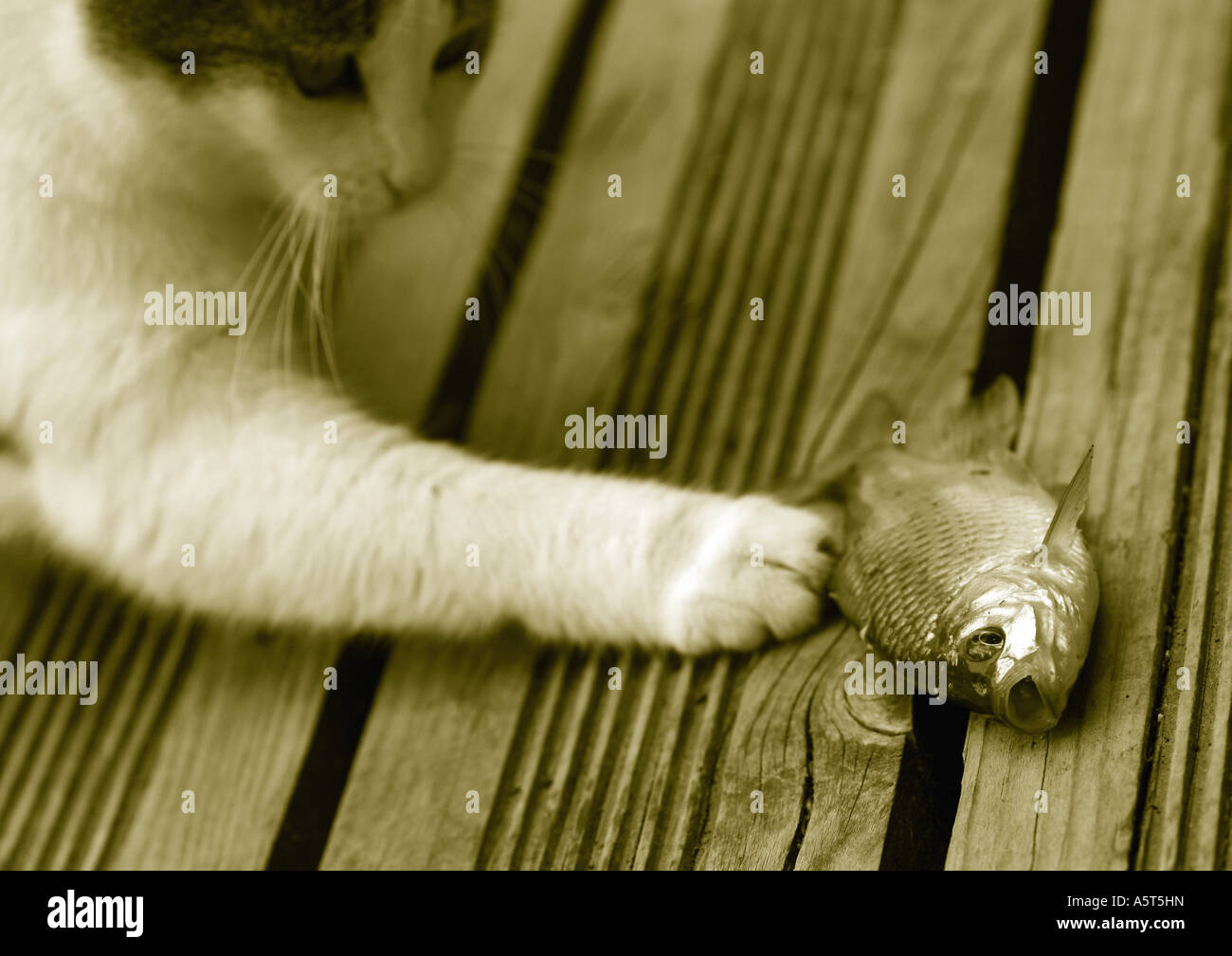 Tote katze -Fotos und -Bildmaterial in hoher Auflösung – Alamy