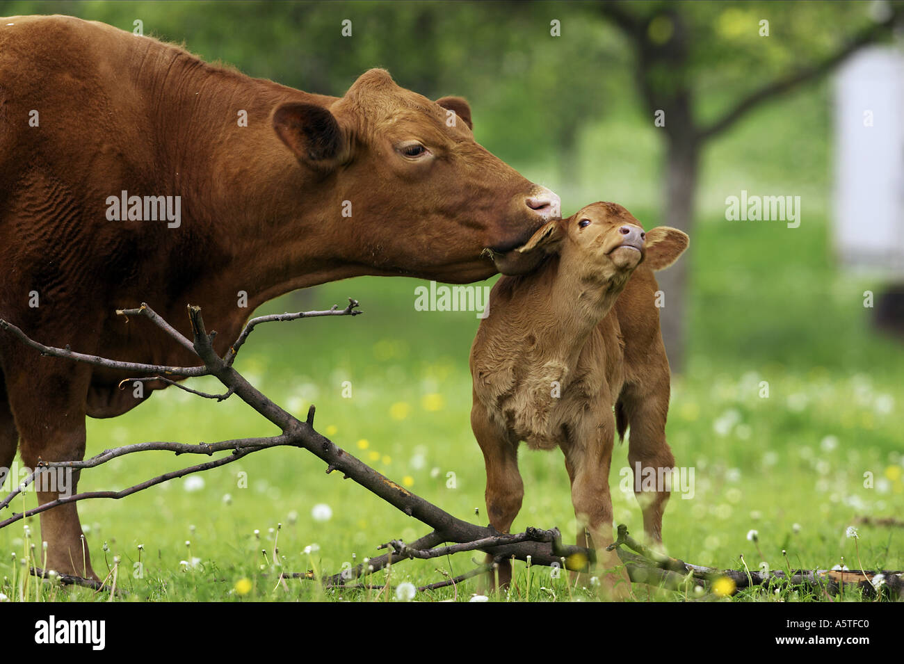 Deutsche Angus - Kuh mit Kalb Stockfotografie - Alamy