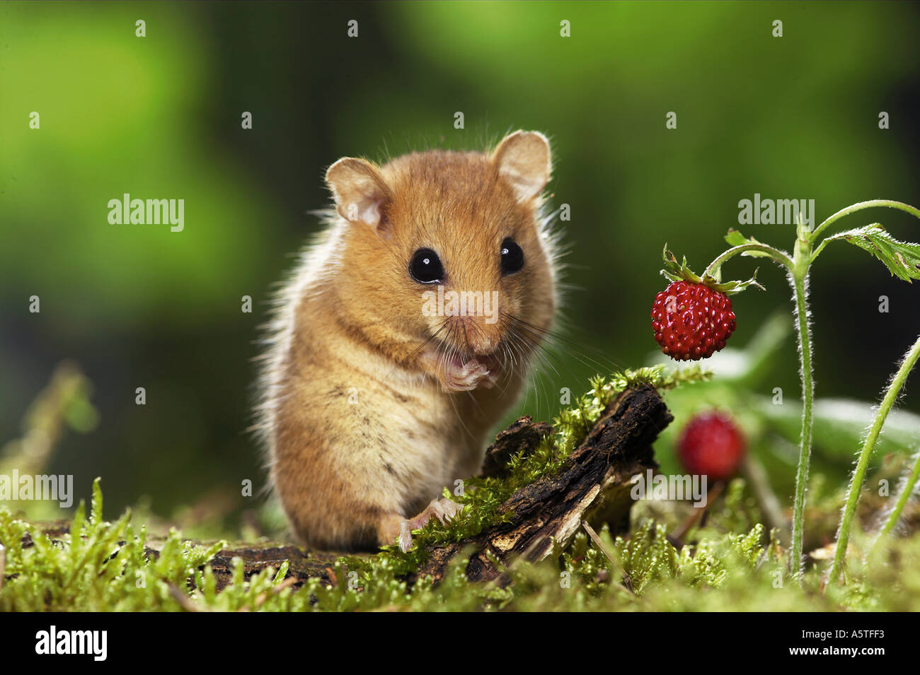 Haselmaus, Hazel Dormouse (Muscardinus Avellanarius) auf Moos neben ...