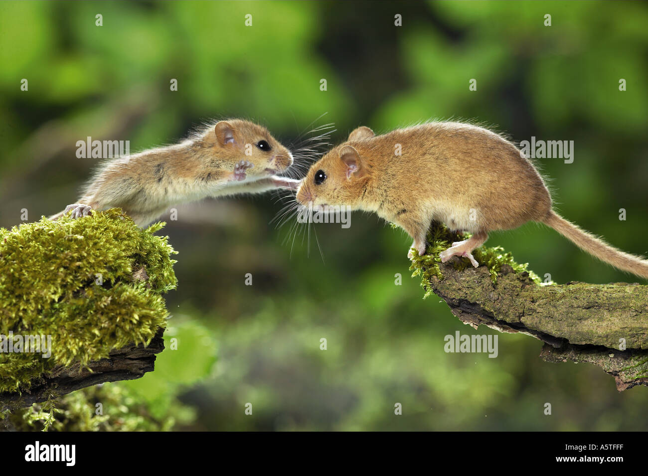 Haselmaus (Muscardinus Avellanarius). Mutter mit jungen auf Zweigen ...