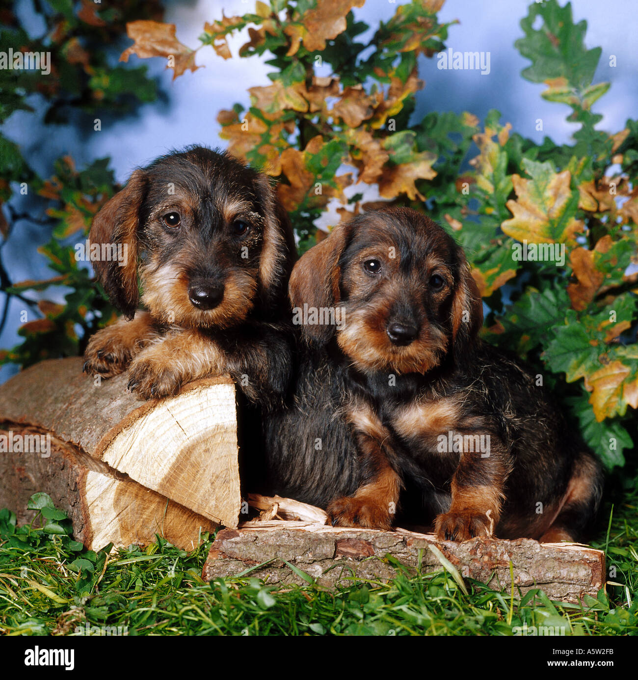 Dachsund dog -Fotos und -Bildmaterial in hoher Auflösung – Alamy