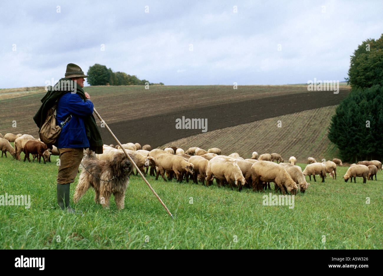 Hirte mit Hund und Schafherde Stockfotografie - Alamy