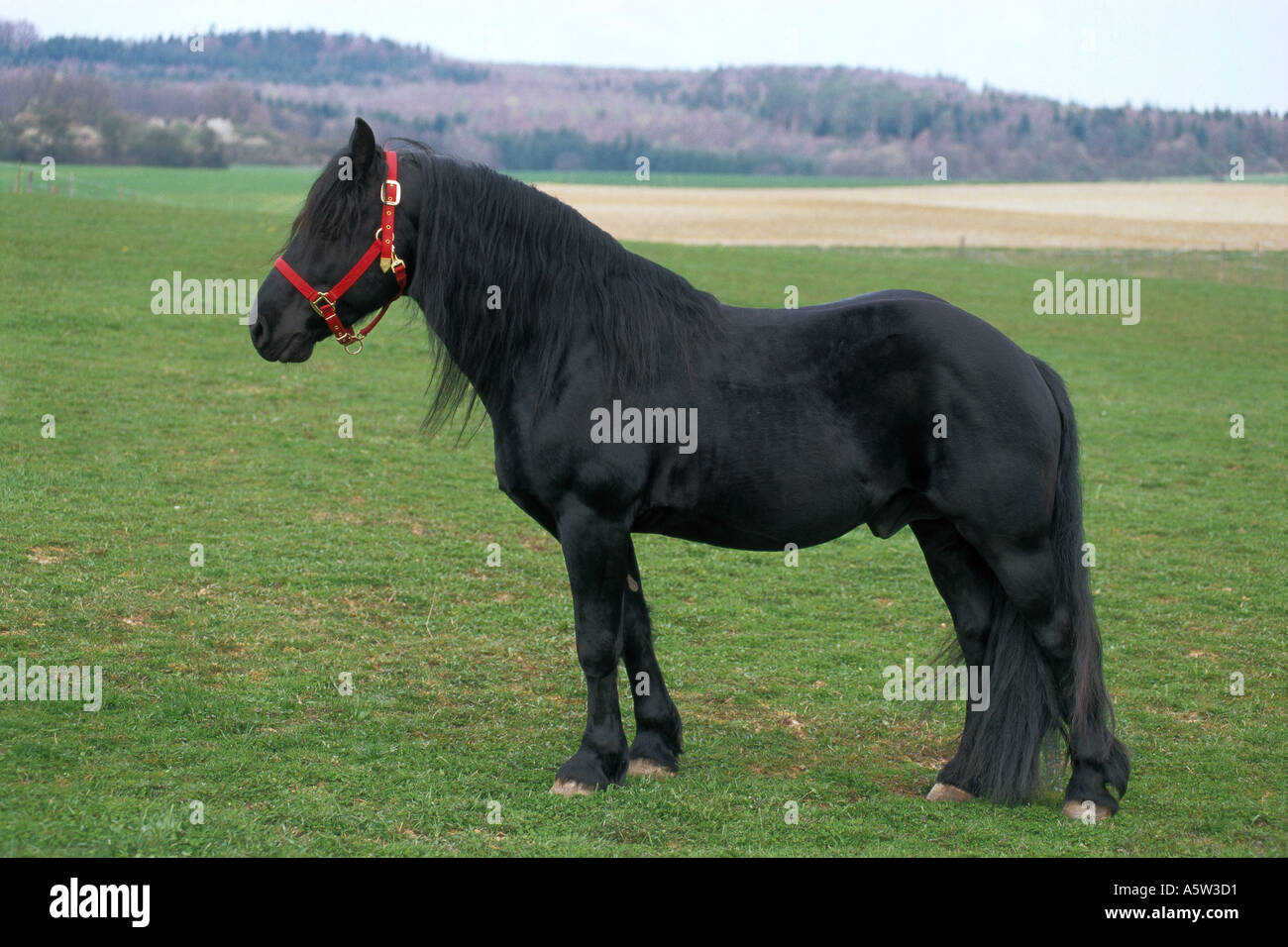 Merens pferd -Fotos und -Bildmaterial in hoher Auflösung – Alamy