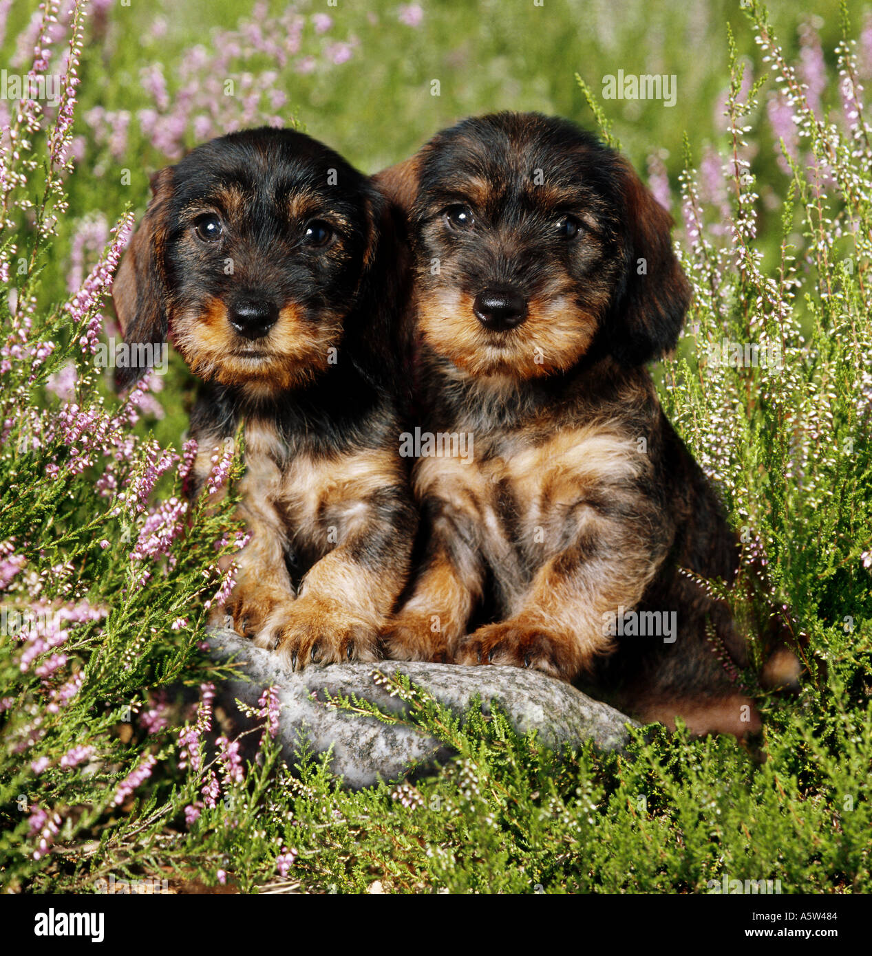 zwei Rauhaar Dackel - Welpen zwischen Heide Stockfotografie - Alamy