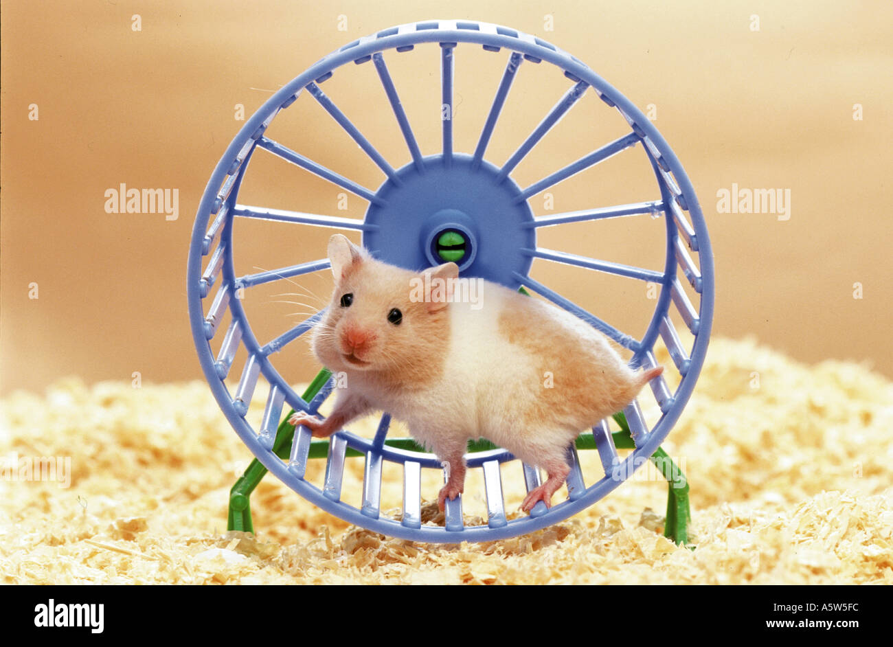 Golden Hamster Running Wheel Stockfotos und -bilder Kaufen - Alamy
