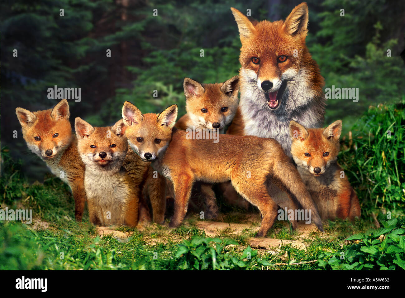 Vixen fox cubs -Fotos und -Bildmaterial in hoher Auflösung – Alamy
