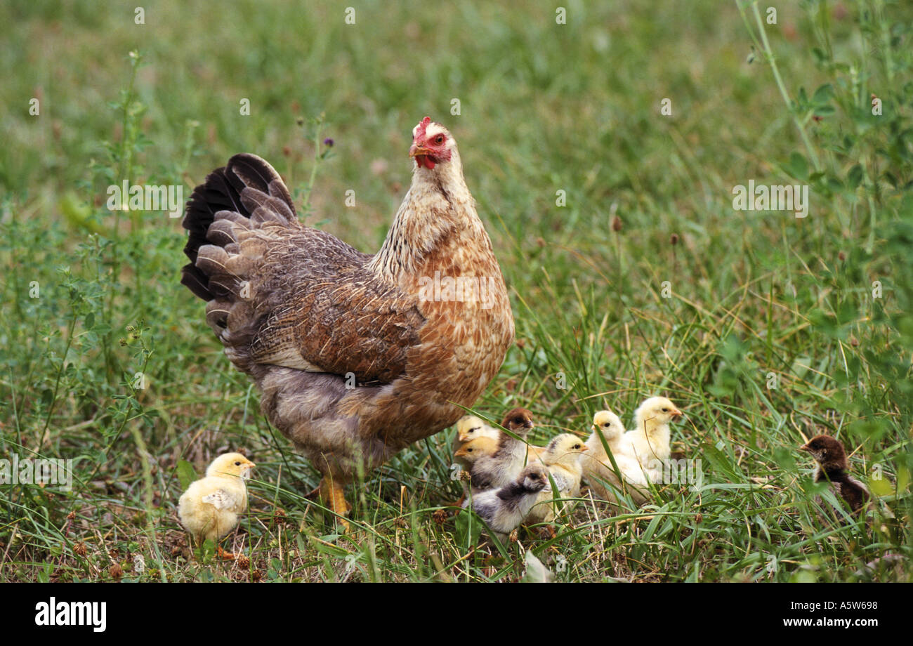 Henne und biddies -Fotos und -Bildmaterial in hoher Auflösung – Alamy