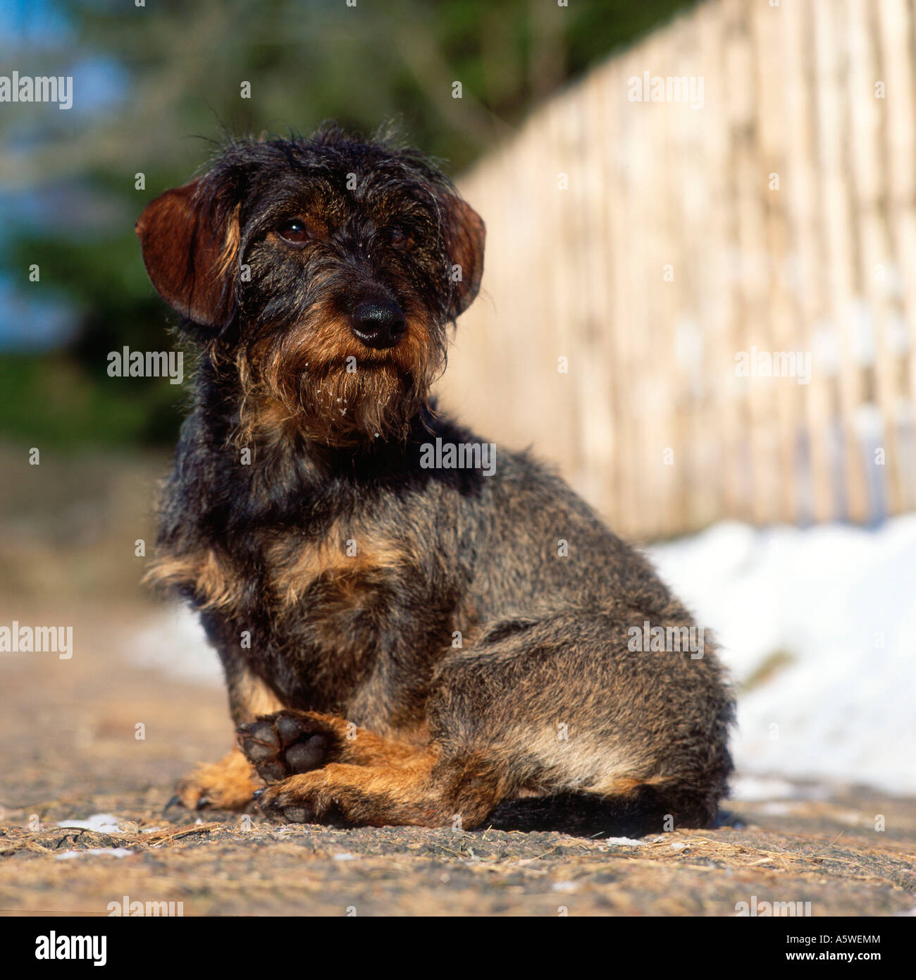 Drahthaar Dackel Stockfotos und -bilder Kaufen - Alamy