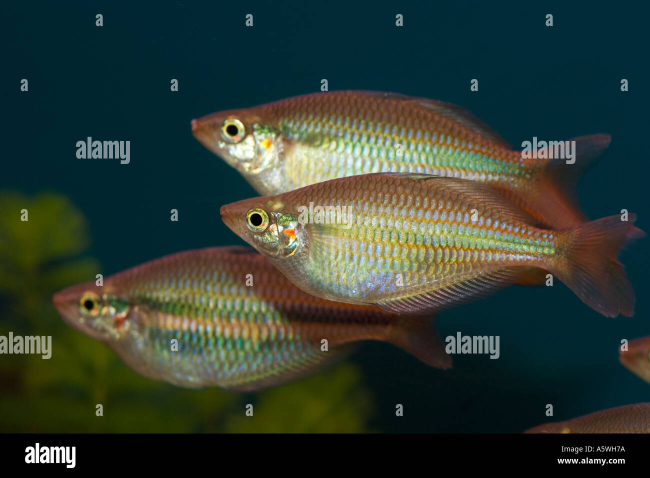 Goyder River Regenbogenfisch gebändert Regenbogen Fisch Melanotaenia ...