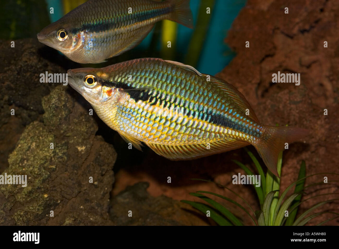 Goyder River Regenbogenfisch gebändert Regenbogen Fisch Melanotaenia ...