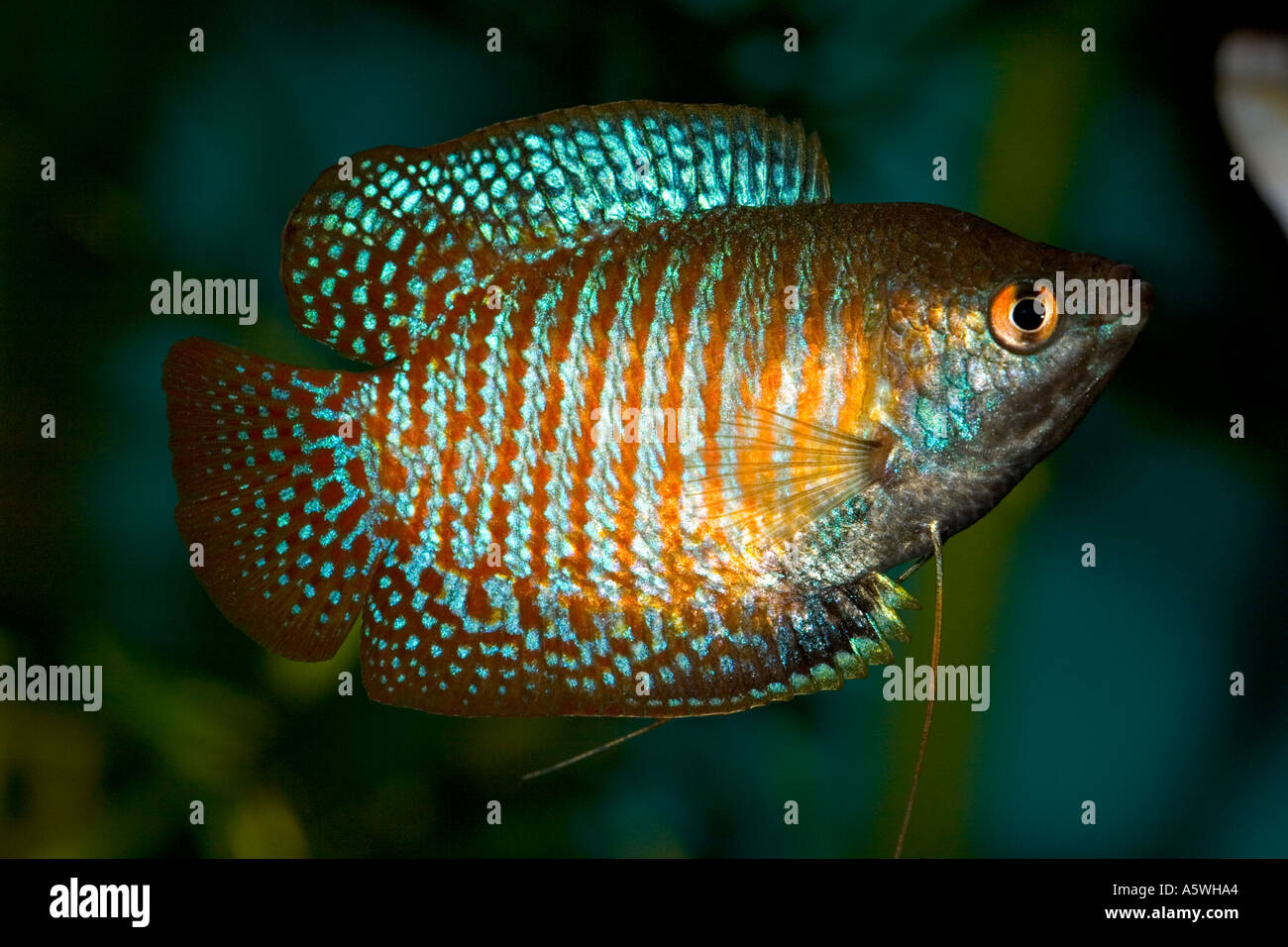 Roter zwerg gourami -Fotos und -Bildmaterial in hoher Auflösung – Alamy