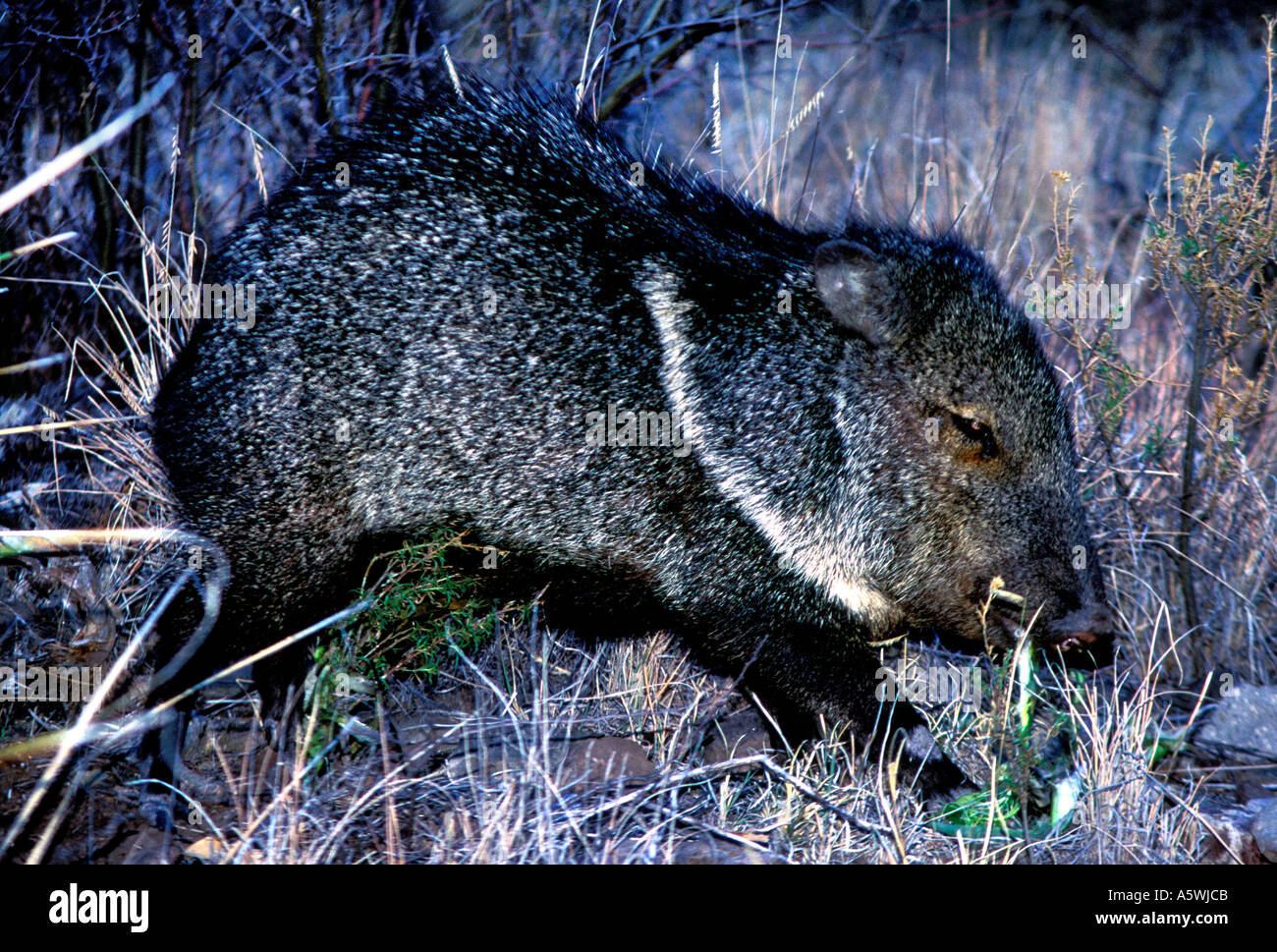 Javelina big bend -Fotos und -Bildmaterial in hoher Auflösung – Alamy