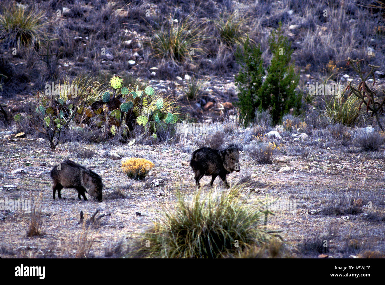 Javelina big bend -Fotos und -Bildmaterial in hoher Auflösung – Alamy