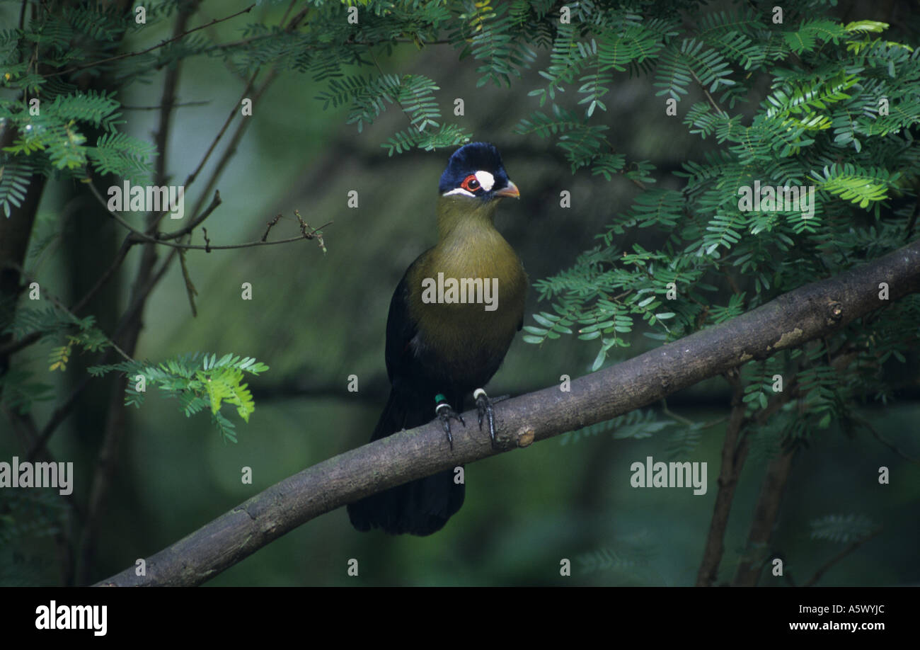 Hartlaubs turaco -Fotos und -Bildmaterial in hoher Auflösung – Alamy