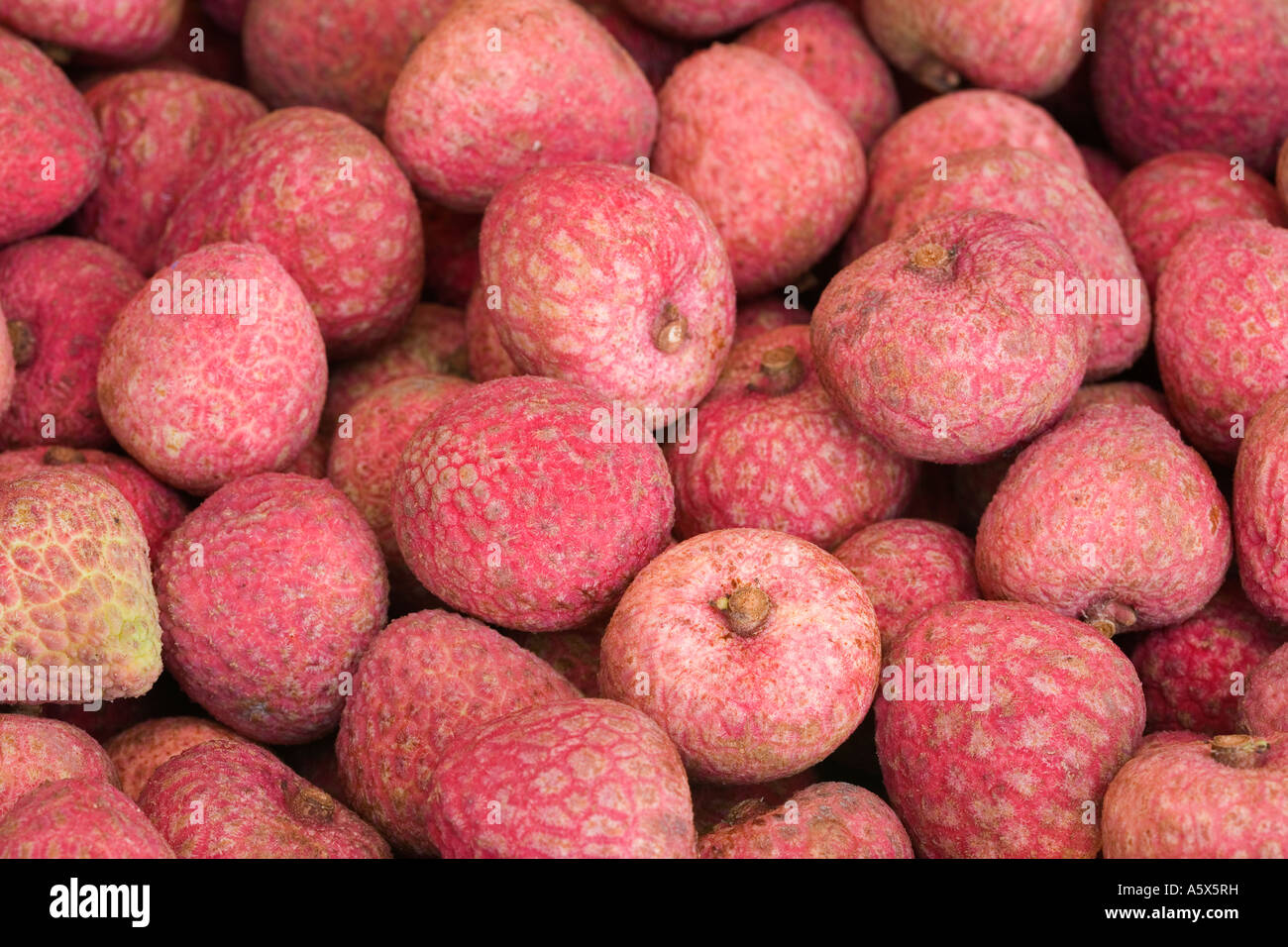 Australia litchi harvest -Fotos und -Bildmaterial in hoher Auflösung ...