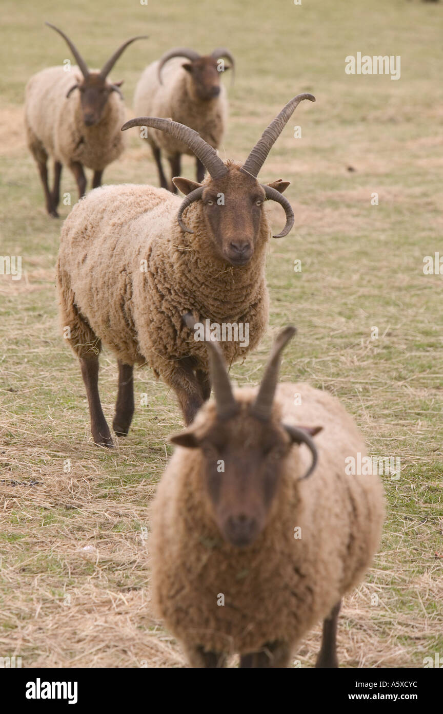Soay ram sheep rare breed -Fotos und -Bildmaterial in hoher Auflösung ...