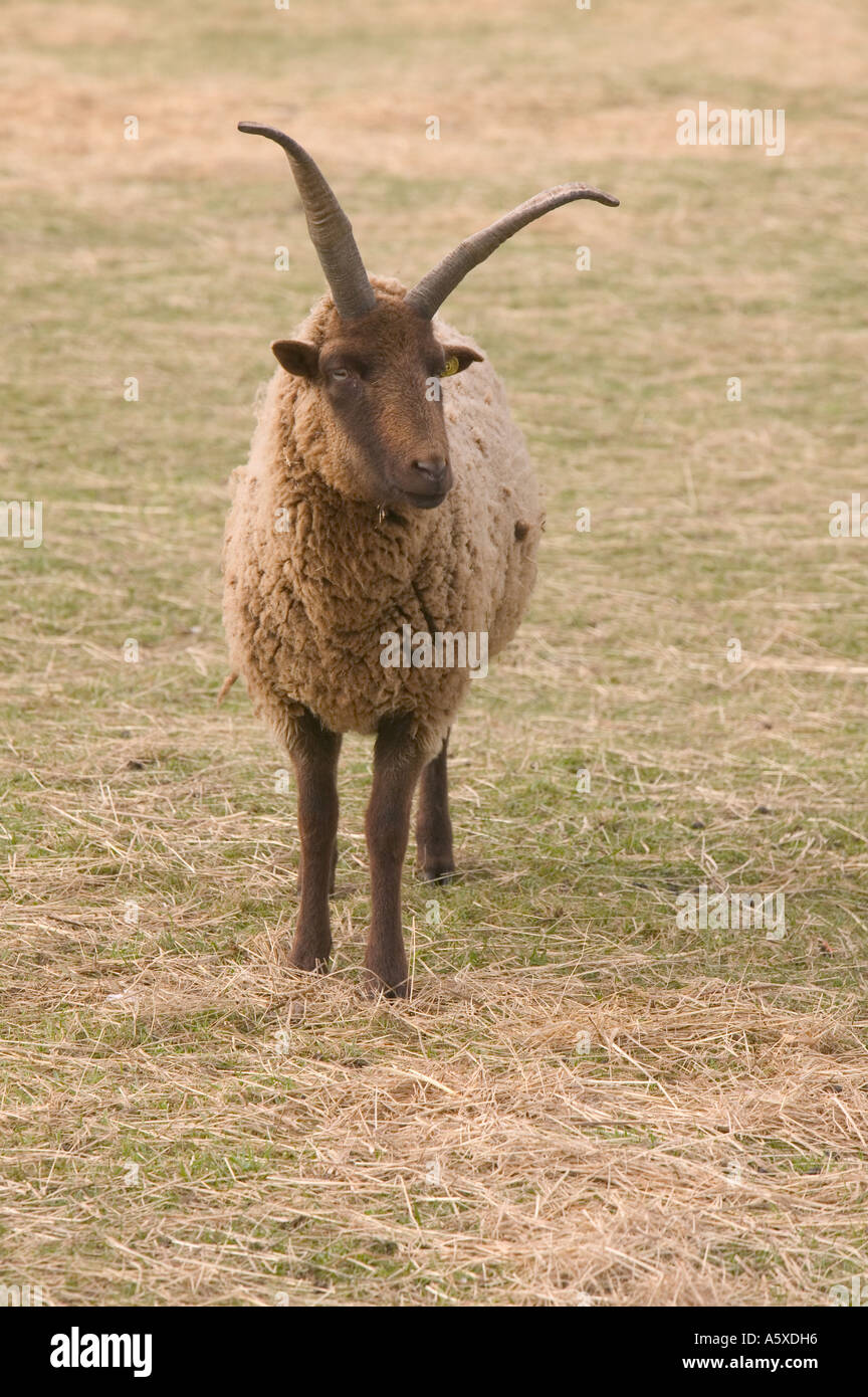 Manx loaghtan schafe -Fotos und -Bildmaterial in hoher Auflösung – Alamy