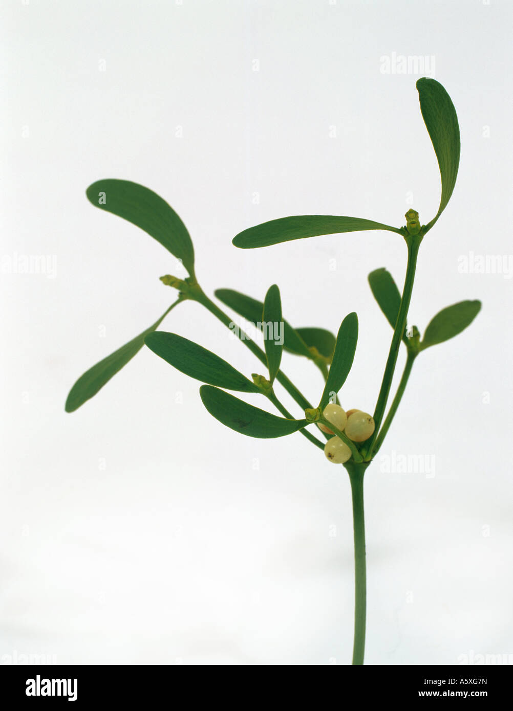 Mistel beren -Fotos und -Bildmaterial in hoher Auflösung – Alamy