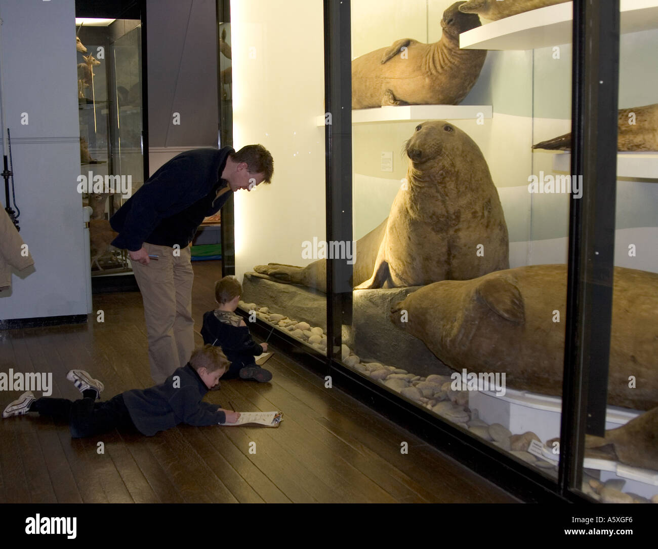 Zoological Museum Tring Walter Rothschild Stockfotos und -bilder Kaufen ...
