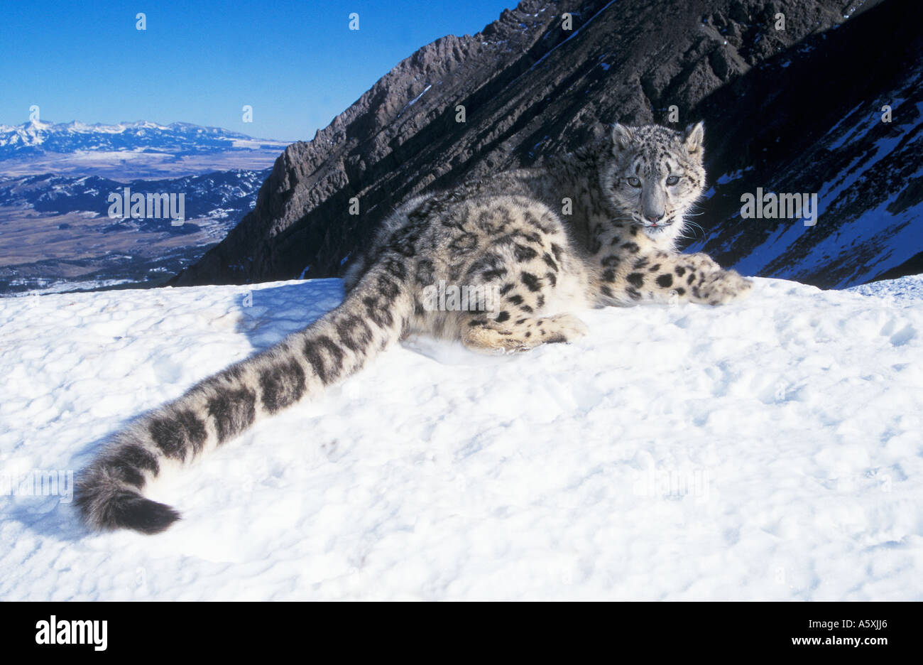 Leopard with aggressive expression -Fotos und -Bildmaterial in hoher ...