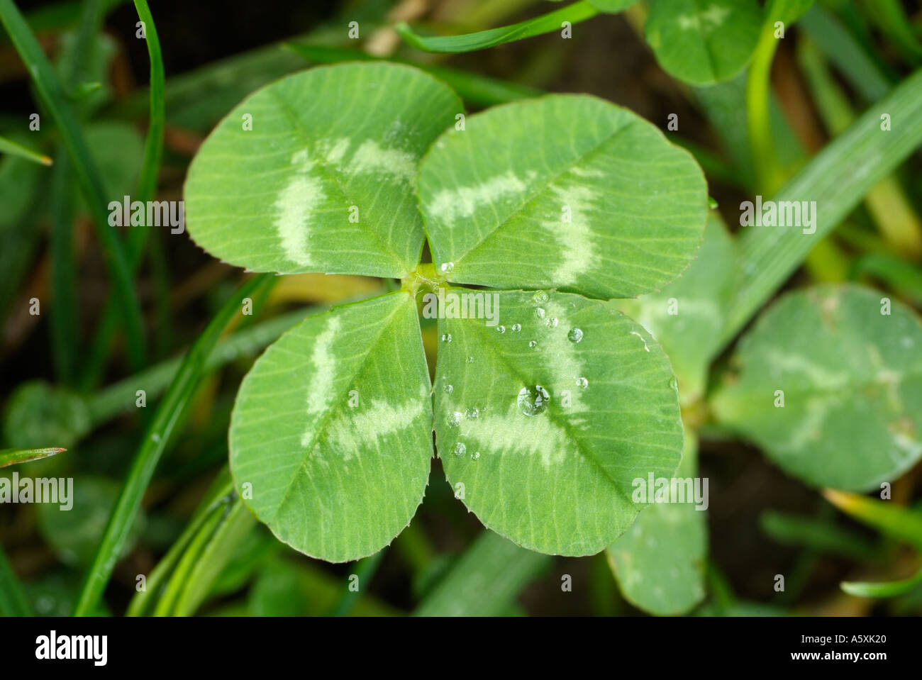 Vier Kleeblatt Stockfotos und -bilder Kaufen - Alamy
