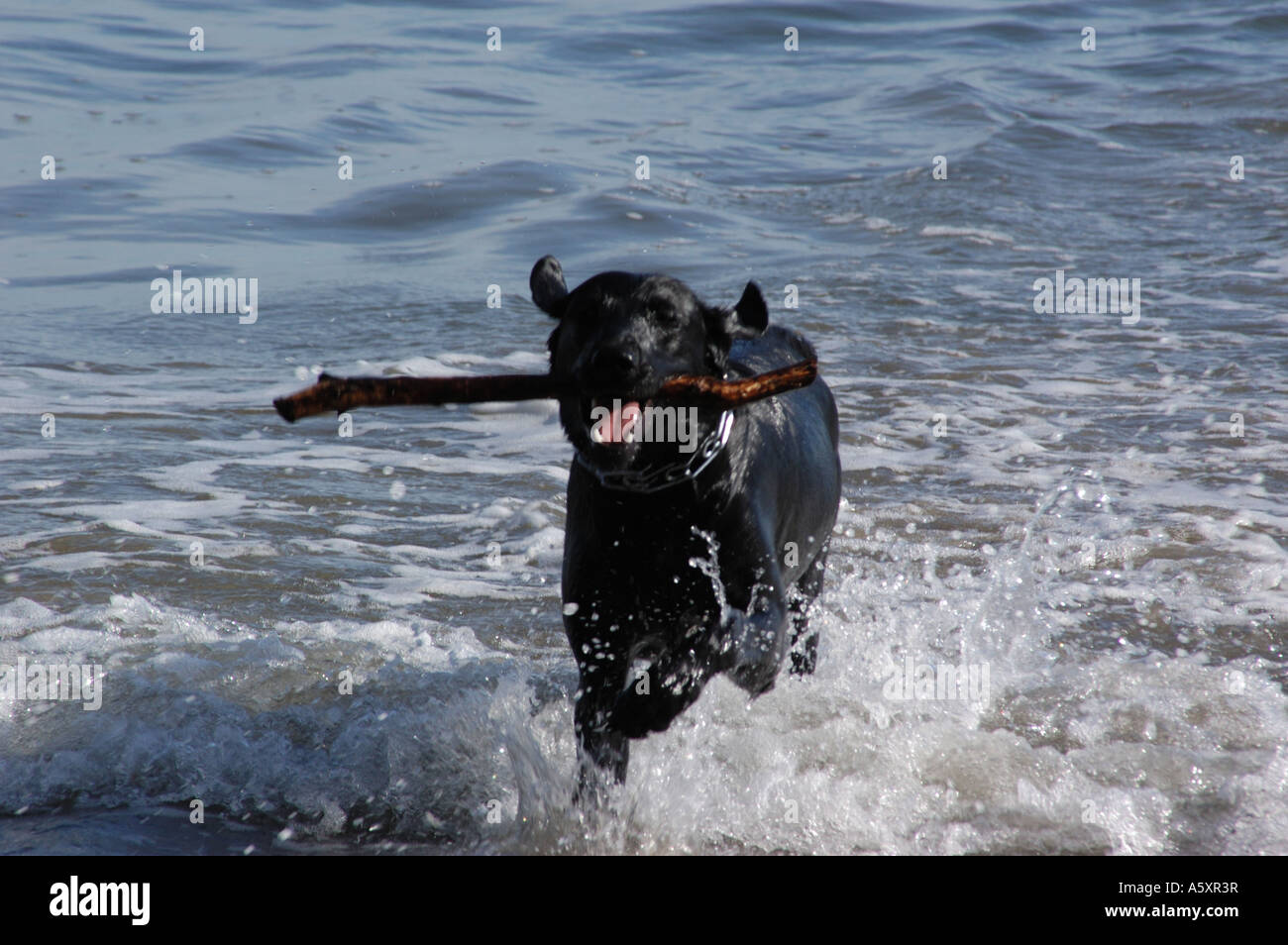 Schwarzer labrador retriever -Fotos und -Bildmaterial in hoher ...