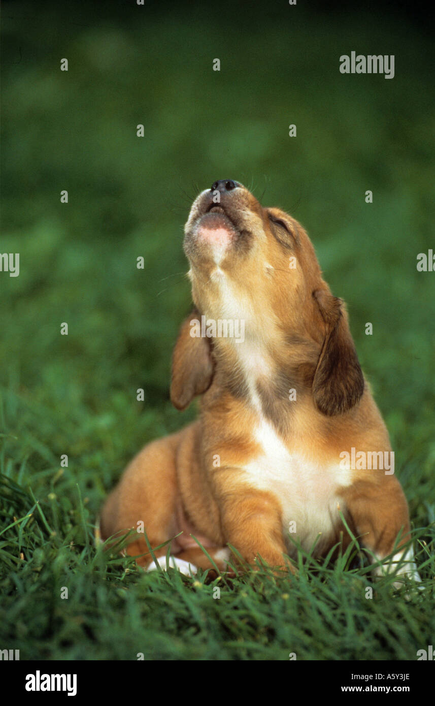 Hund Weinen Stockfotos und -bilder Kaufen - Alamy