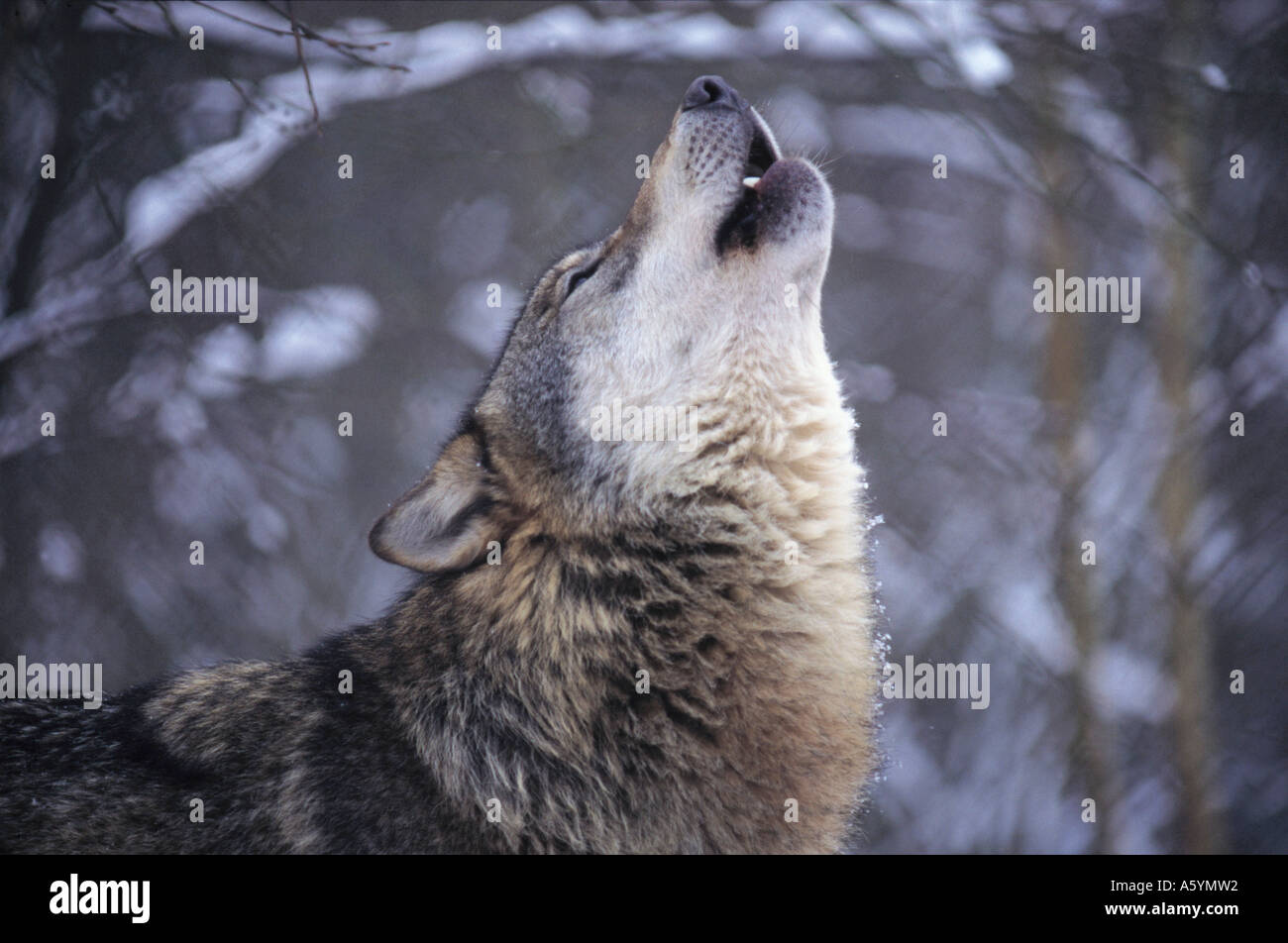 Heulende wolf -Fotos und -Bildmaterial in hoher Auflösung – Alamy